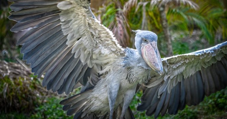 Shoebill Storks: The Living Fossils of the African Savannah