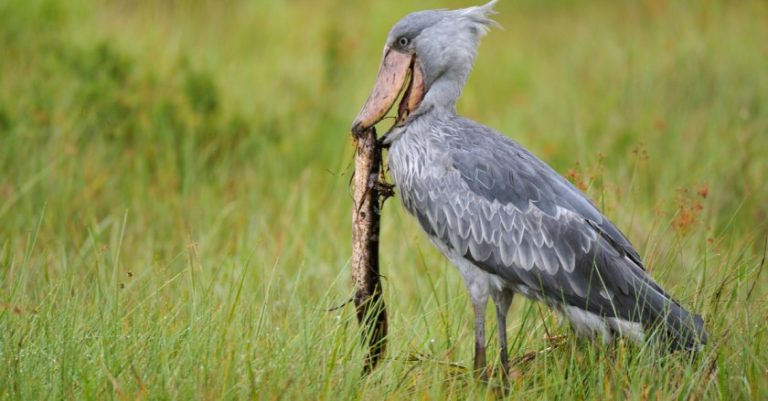 Shoebill Storks: The Living Fossils of the African Savannah
