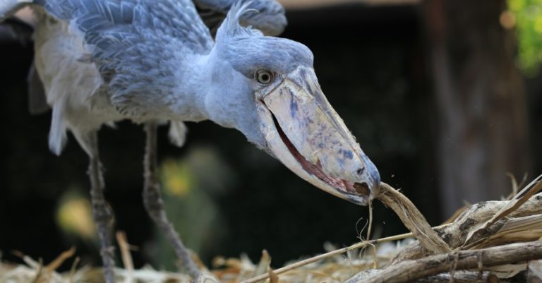 Shoebill Storks: The Living Fossils of the African Savannah